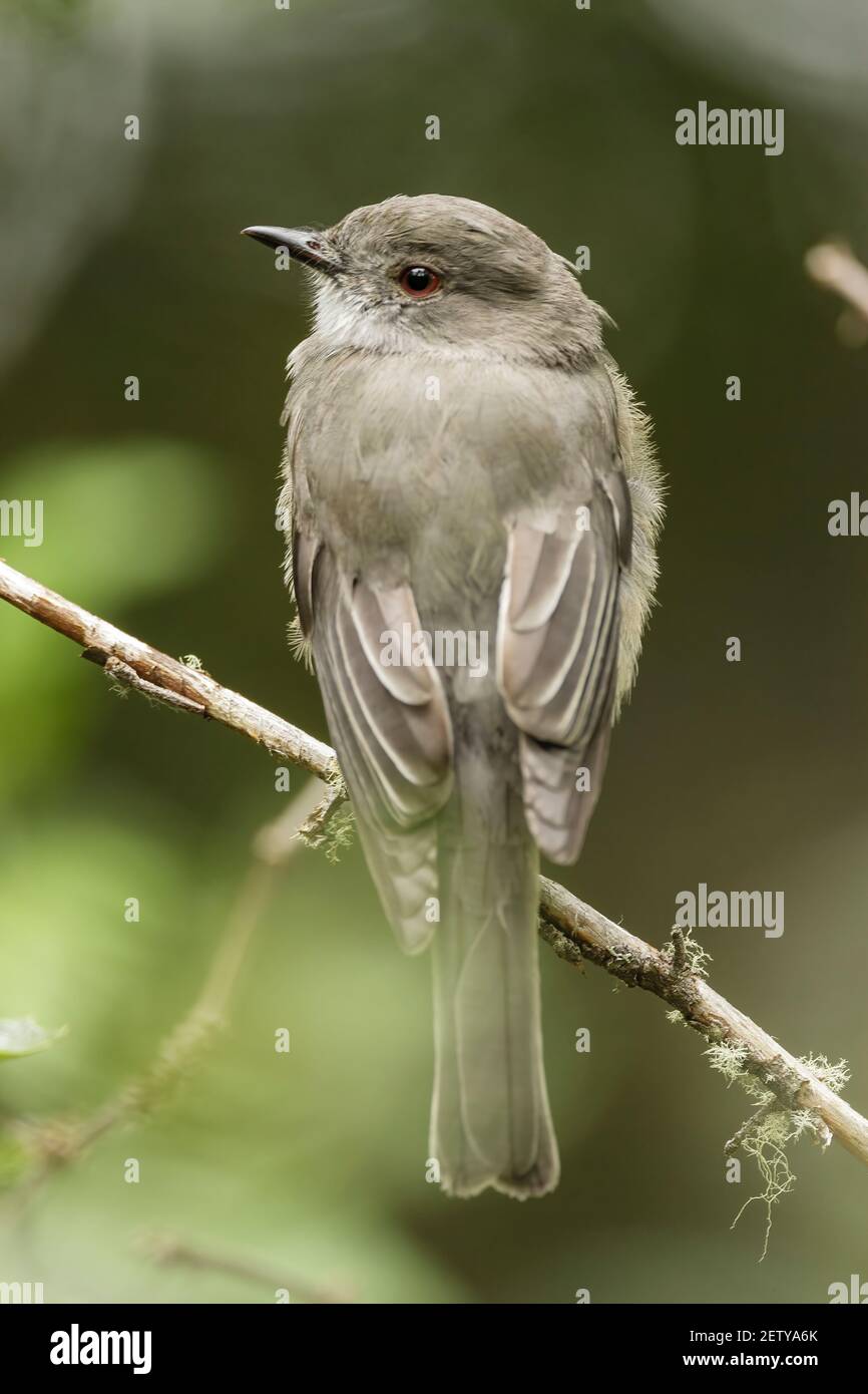 Fire eyed diucons hi-res stock photography and images - Alamy
