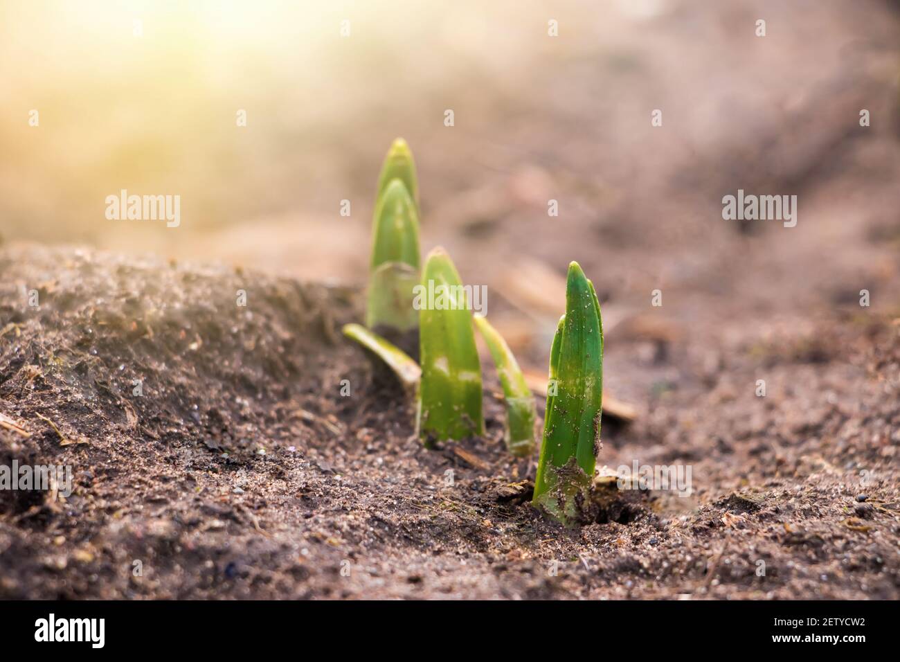 First green sprouts of flowers grow from the ground. Early spring ...