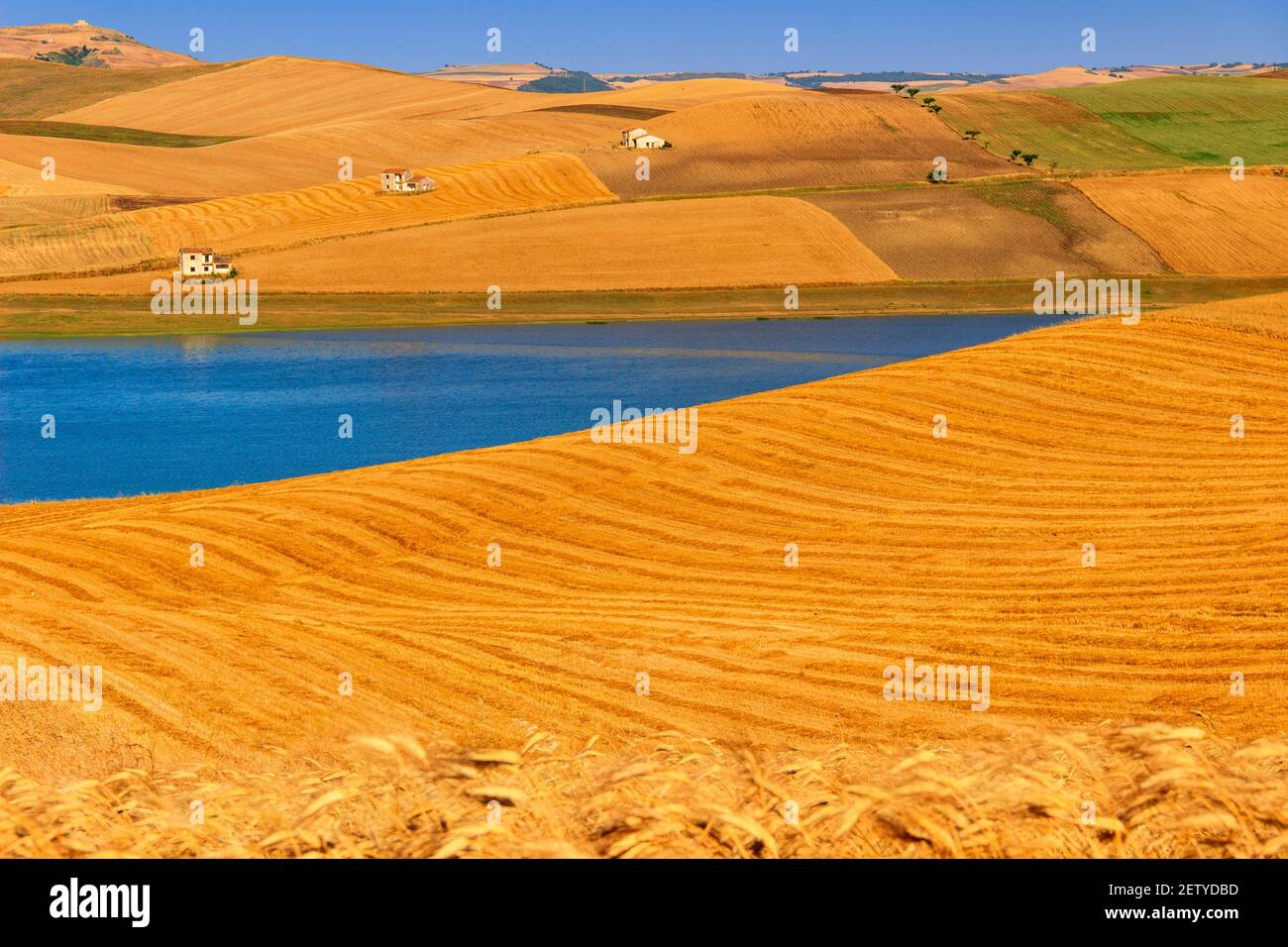 RURAL LANDSCAPE SUMMER. Between Apulia and Basilicata: Lake Basentello ...