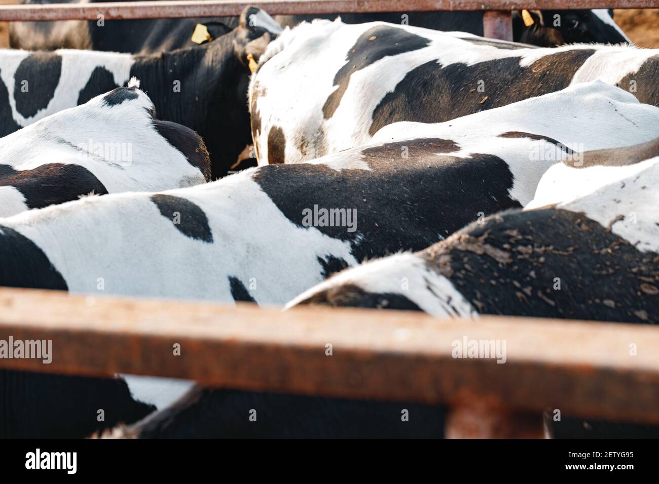 Black and white spotty cows on a farm Stock Photo - Alamy