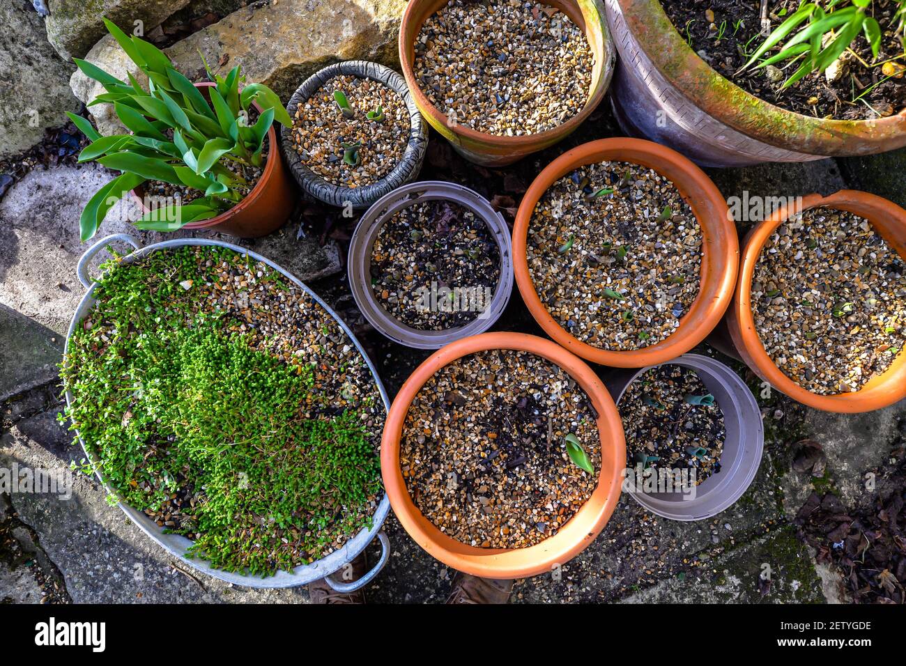 An array of different potten plants Stock Photo - Alamy