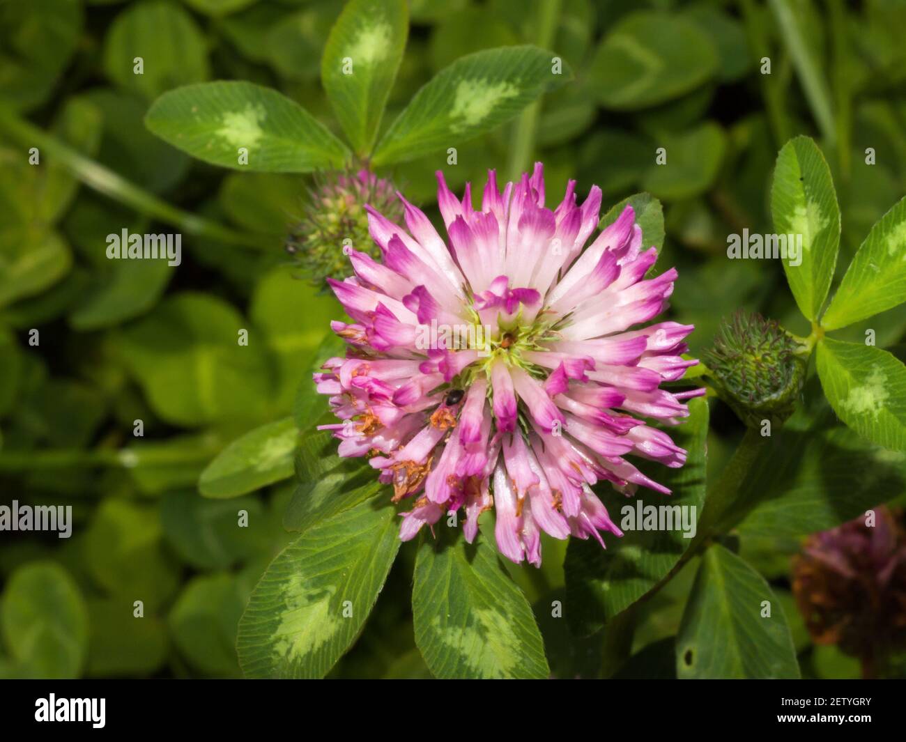 Green nature leaf hi-res stock photography and images - Alamy