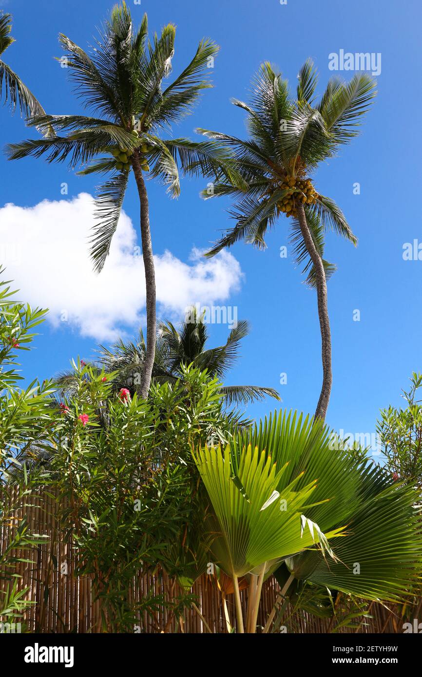 Tropical Palm Trees and foliage on the coastline of Bridgetown Barbados ...