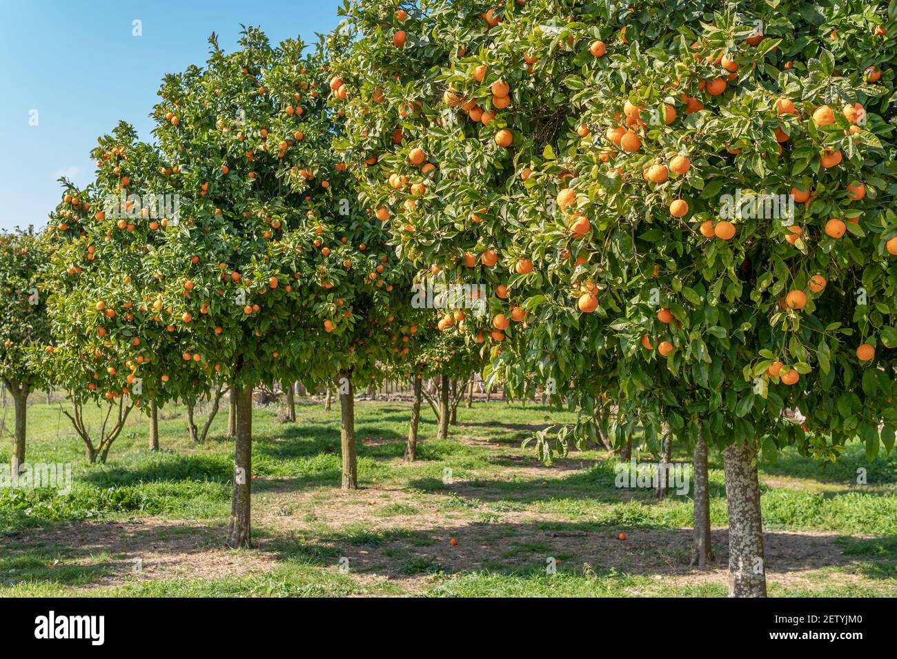 Mandarin tree (Citrus reticulata) with tangerines on its branches on a ...