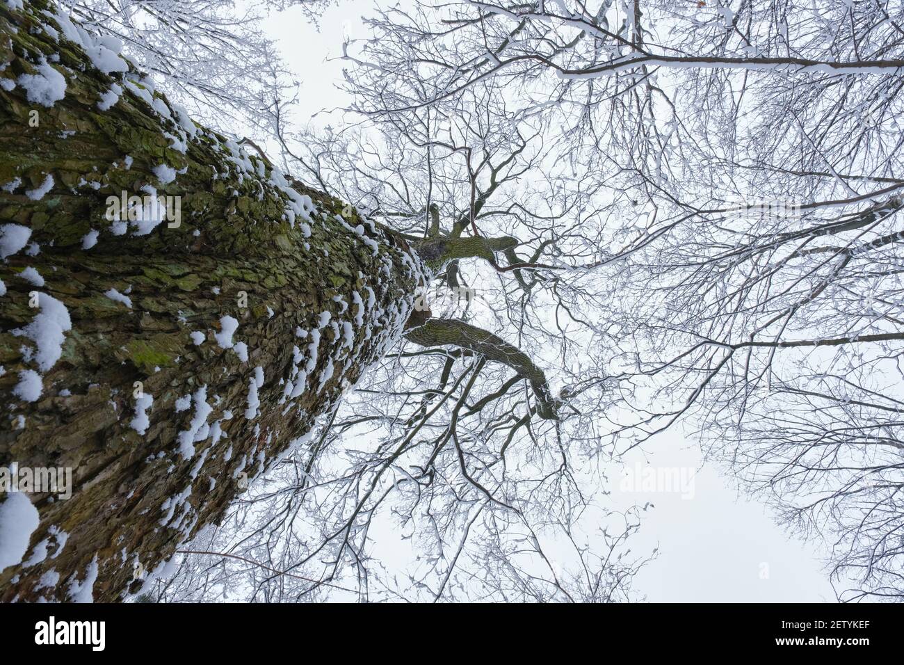 single winter tree with snow on branches closeup on sky background ...