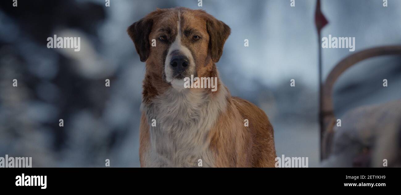 The Call Of The Wild Curly