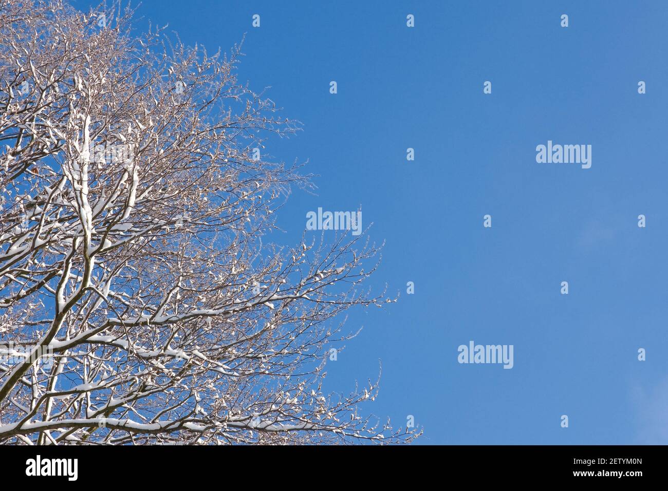 Tree field snow single winter scene landscape oak white hi-res stock ...
