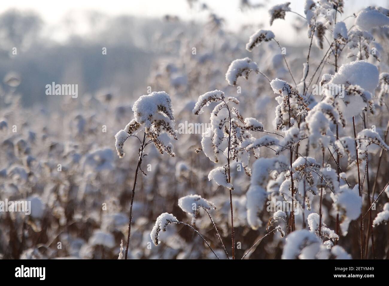 dry winter grass with snow on meadow and forest background Stock Photo ...