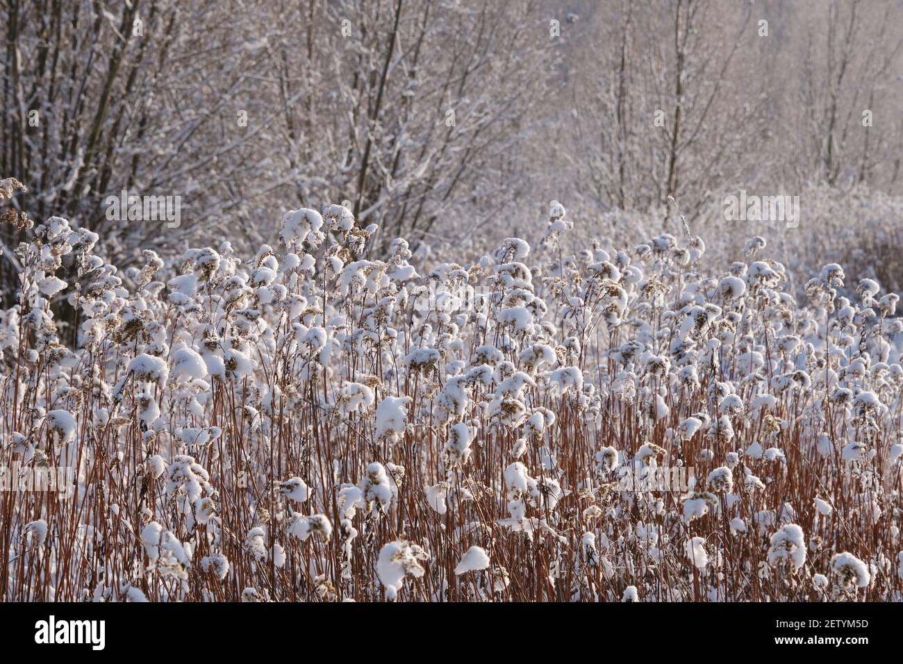 dry winter grass with snow on meadow and forest background Stock Photo ...