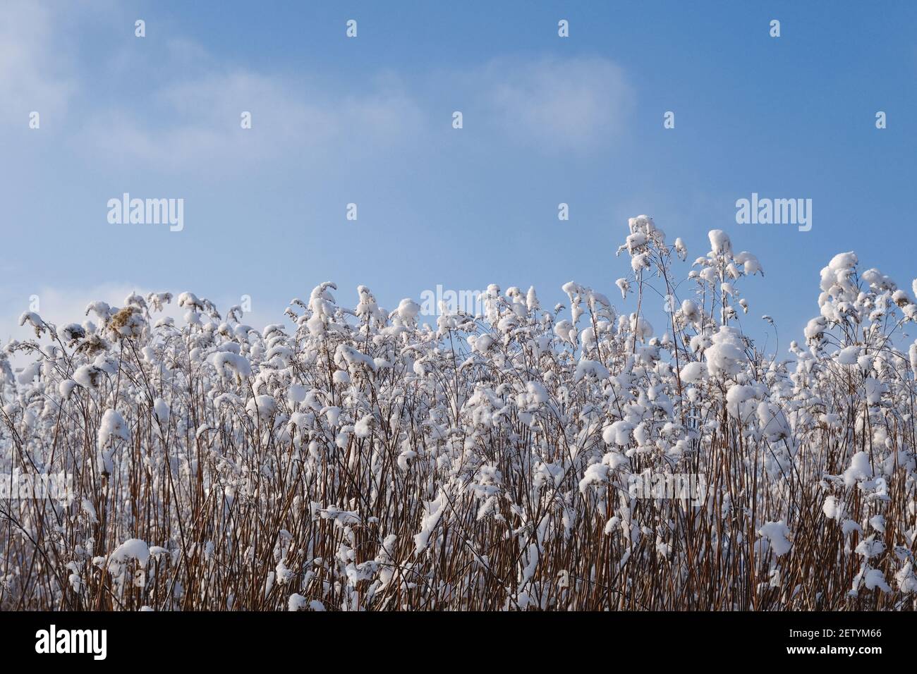 dry winter grass with snow on meadow and blue sky background Stock ...