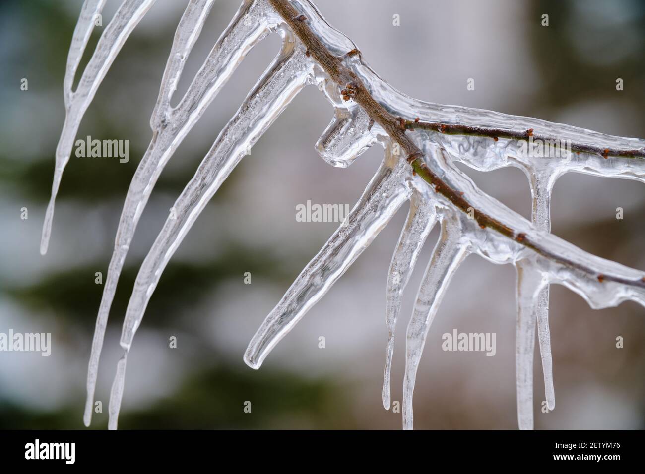 Beautiful icicles on tree branch hi-res stock photography and images ...