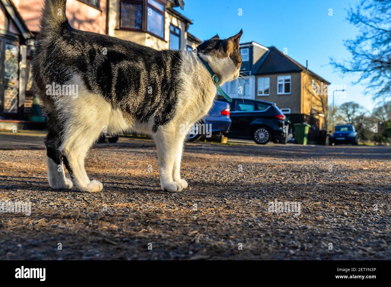 Cat walking street uk hi-res stock photography and images - Alamy