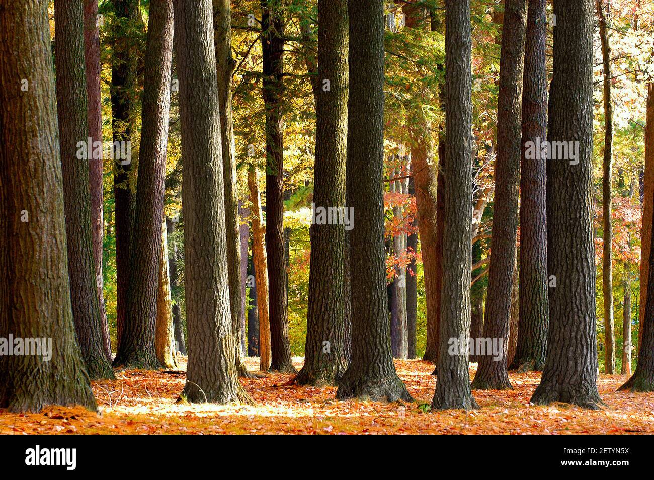 Large stand of Sugar Maple trees showing the trunks and bark Stock ...