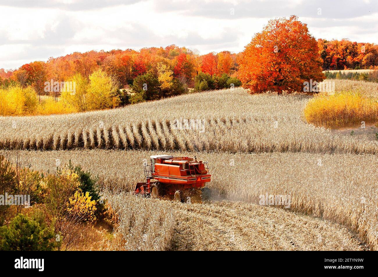 Harvesting corn during fall color season near Cadillac Michigan MI ...
