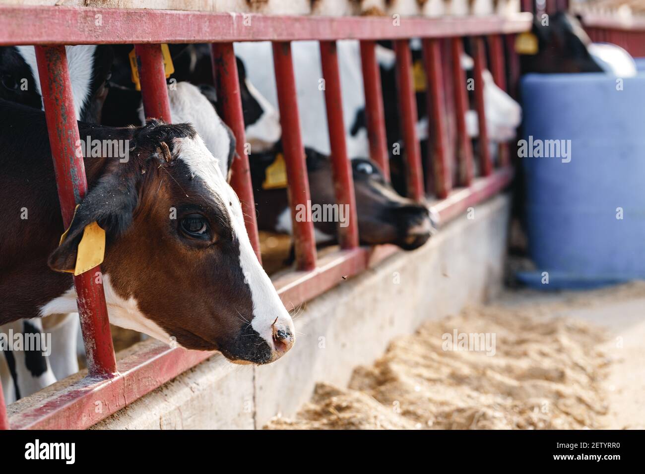Young bull calf in a stall on a farm Stock Photo - Alamy