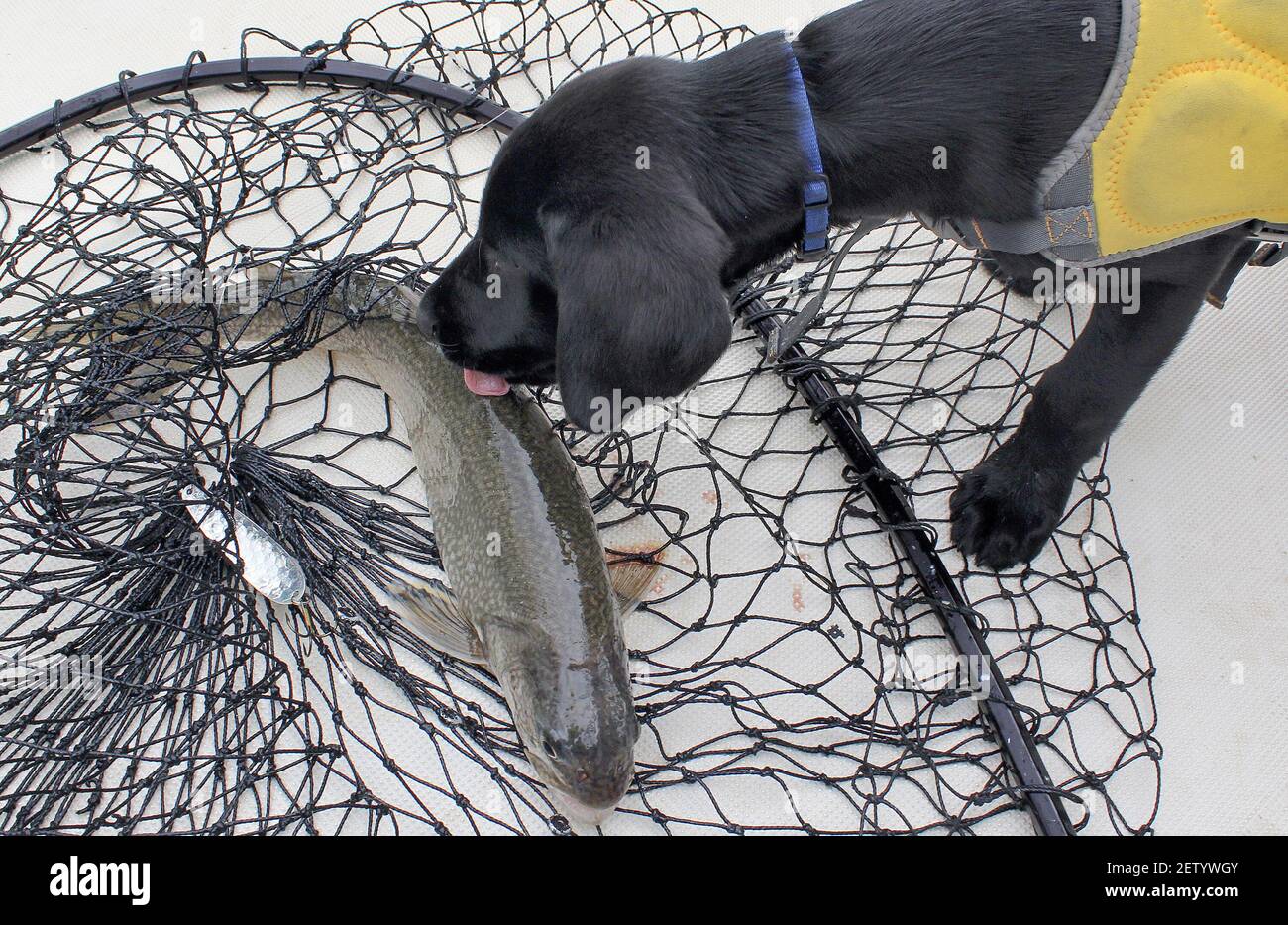 Remi, a 12-week-old black Lab owned by charter fishing captain Parker ...