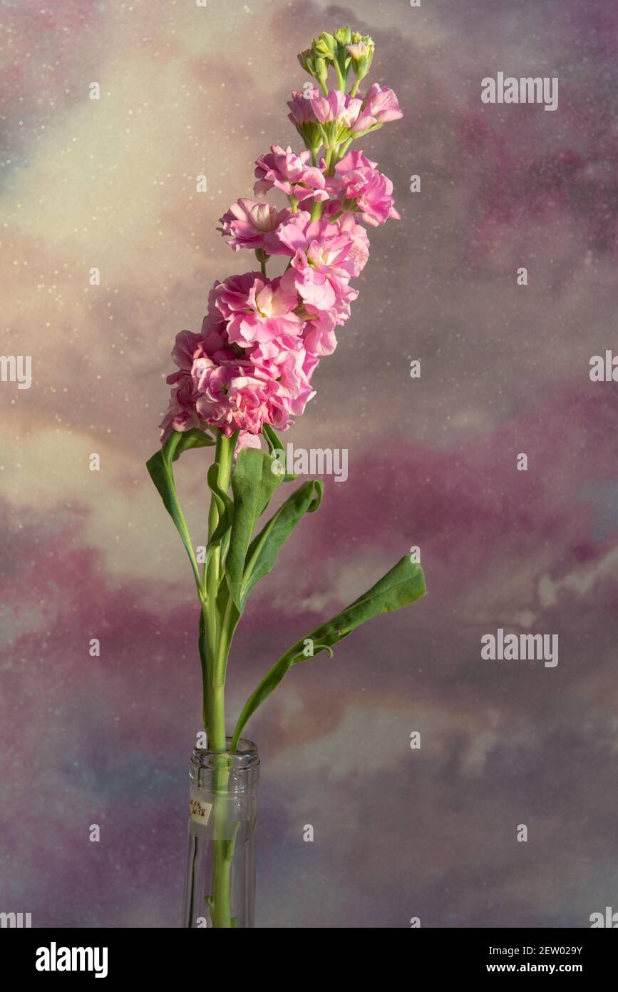 pink flower in still life set up with colourful backdrop Stock Photo ...