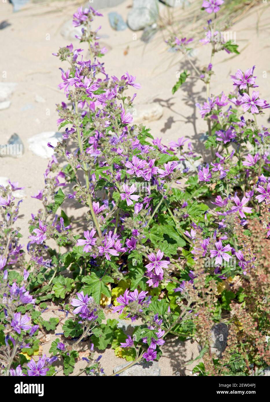 Common Mallow growing on the beach at Morfa Conwy Conwy Snowdonia North ...