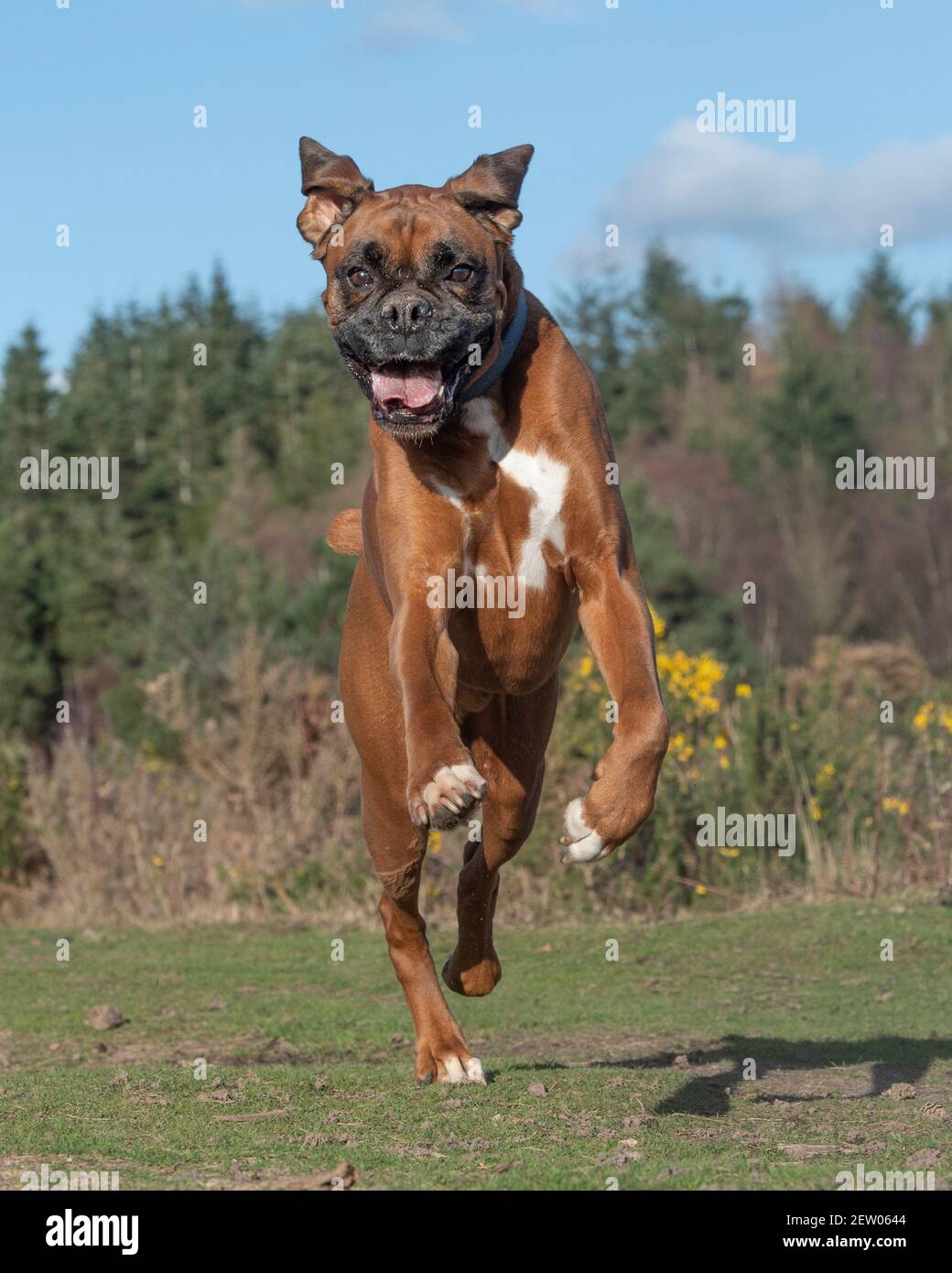 Dog bounding hi-res stock photography and images - Alamy