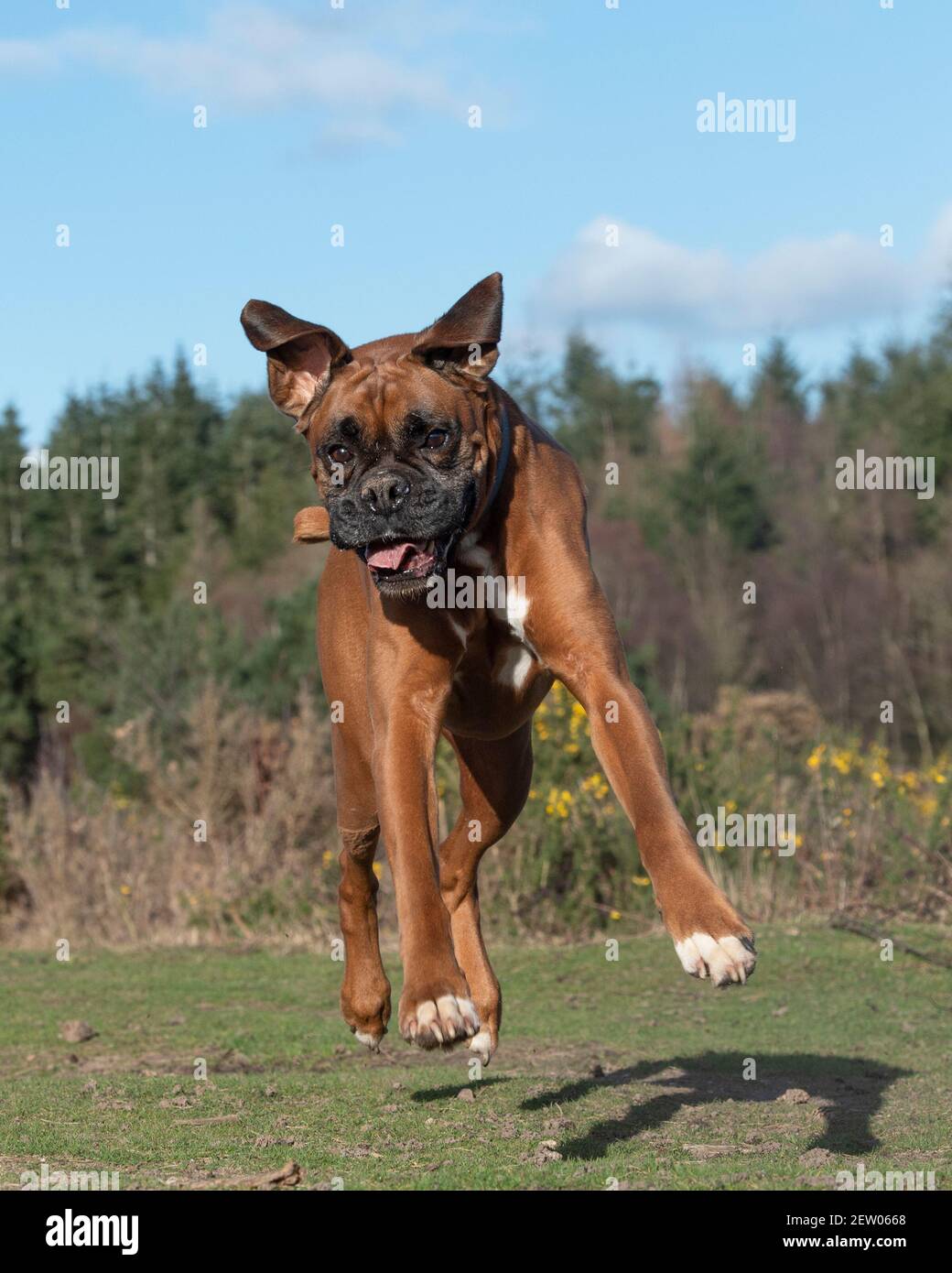 Dog bounding hi-res stock photography and images - Alamy
