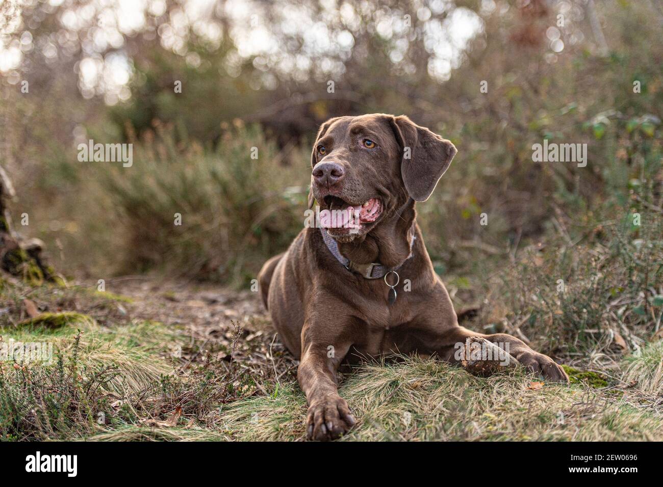 Chocolate labrador retriever lying down Stock Photo - Alamy