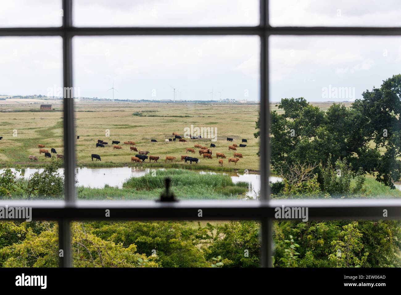 View of cattle grazing from off-grid farmhouse, Elmley nature reserve ...