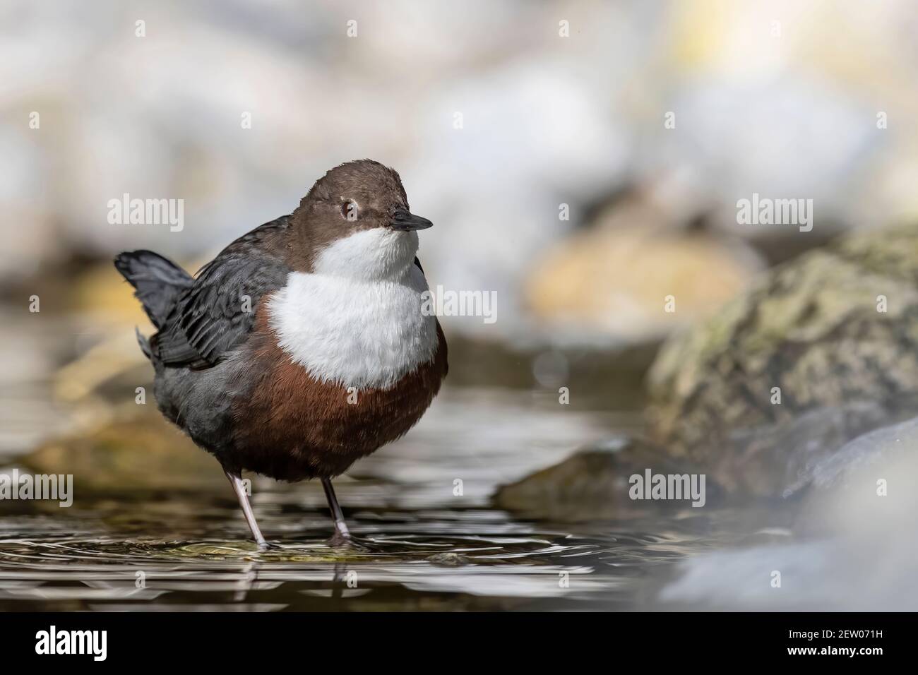 Wonderful portrait of Dipper female (Cinclus cinclus Stock Photo - Alamy