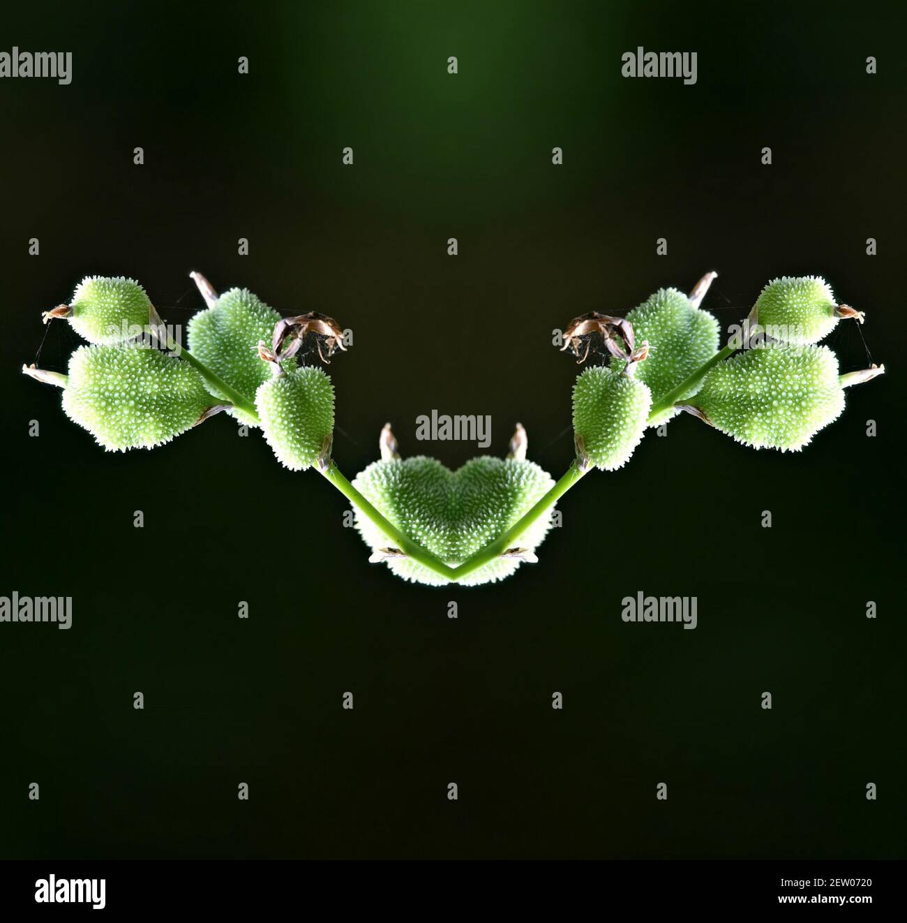 Canna Lily seed pods Stock Photo - Alamy