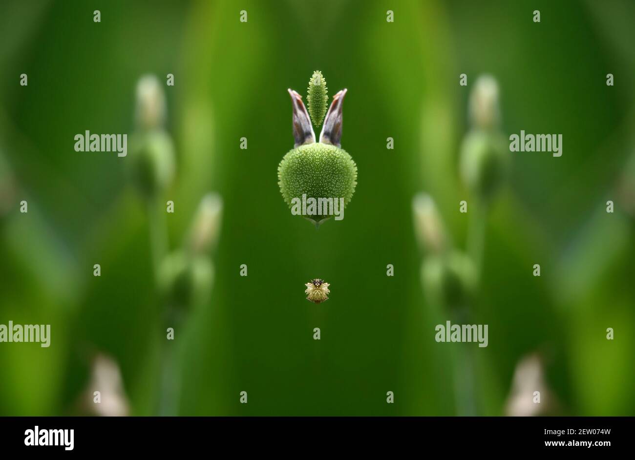 Canna Lily seed pods Stock Photo - Alamy