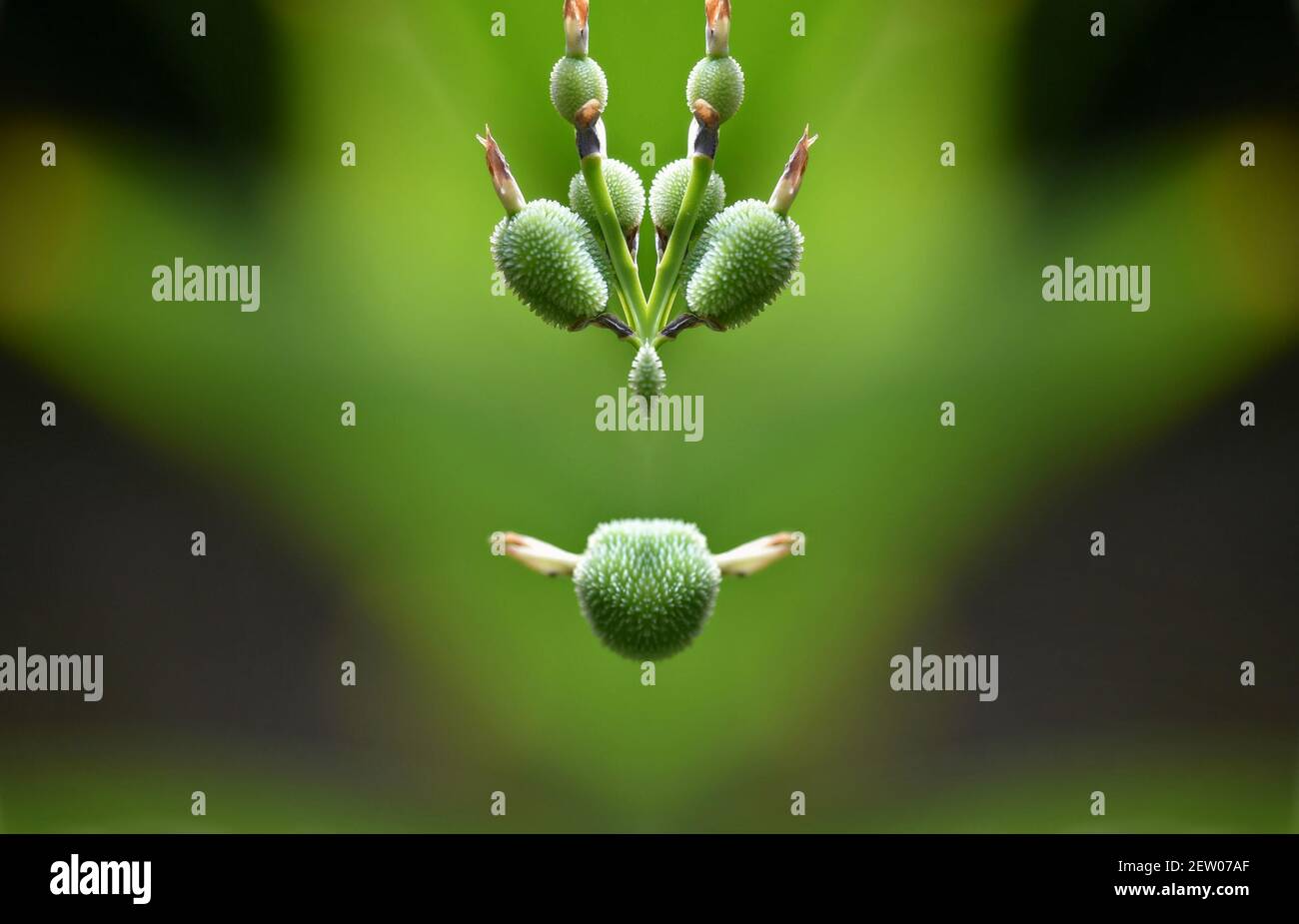 Canna Lily seed pods Stock Photo - Alamy