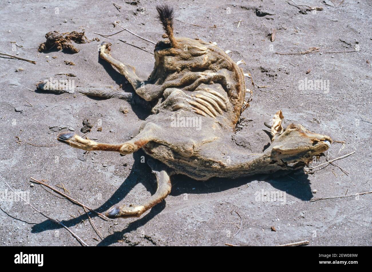 Mummified Animal High Resolution Stock Photography and Images - Alamy