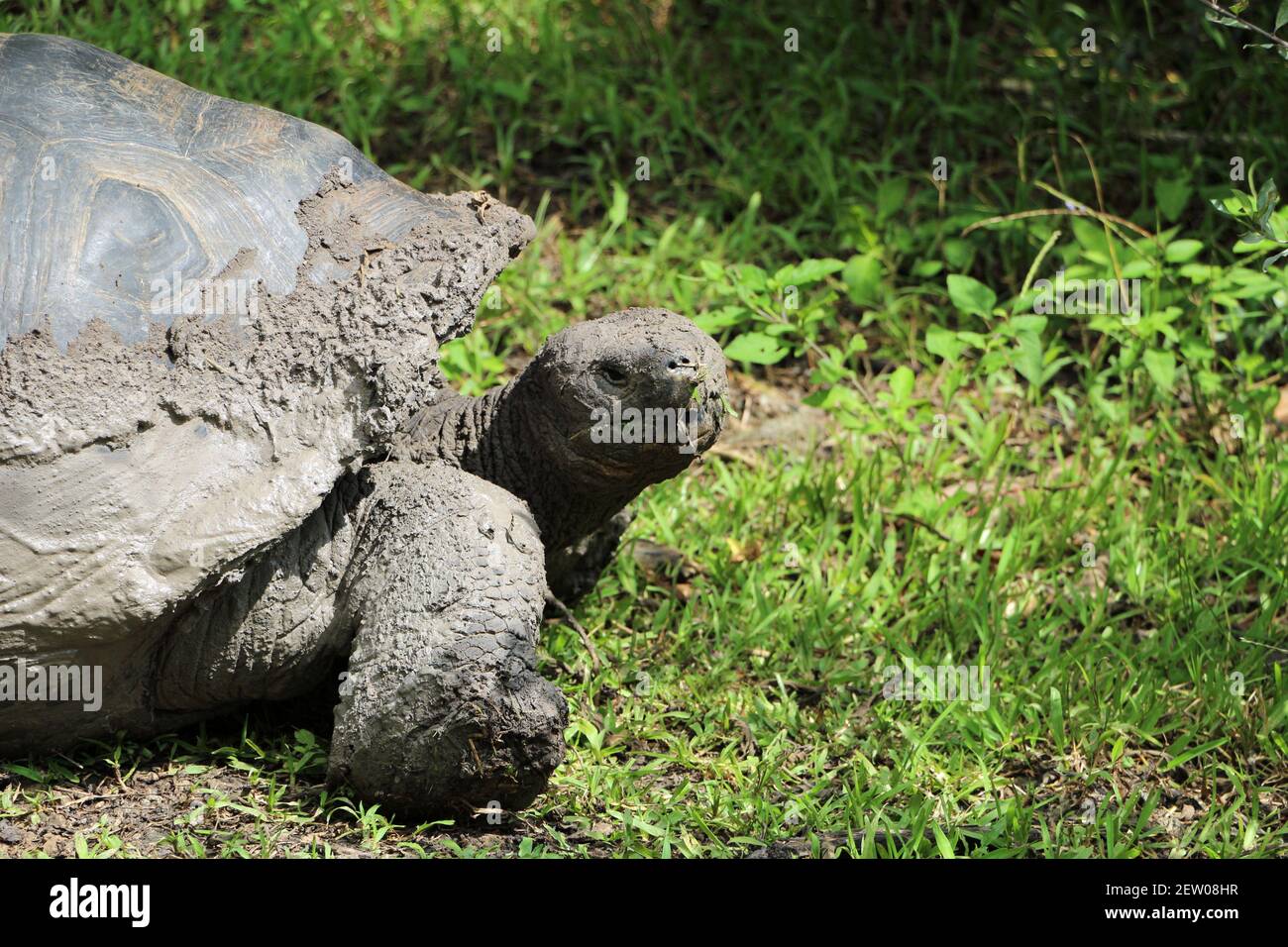 tortoise in the Galapagos Islands in Ecuador Stock Photo - Alamy