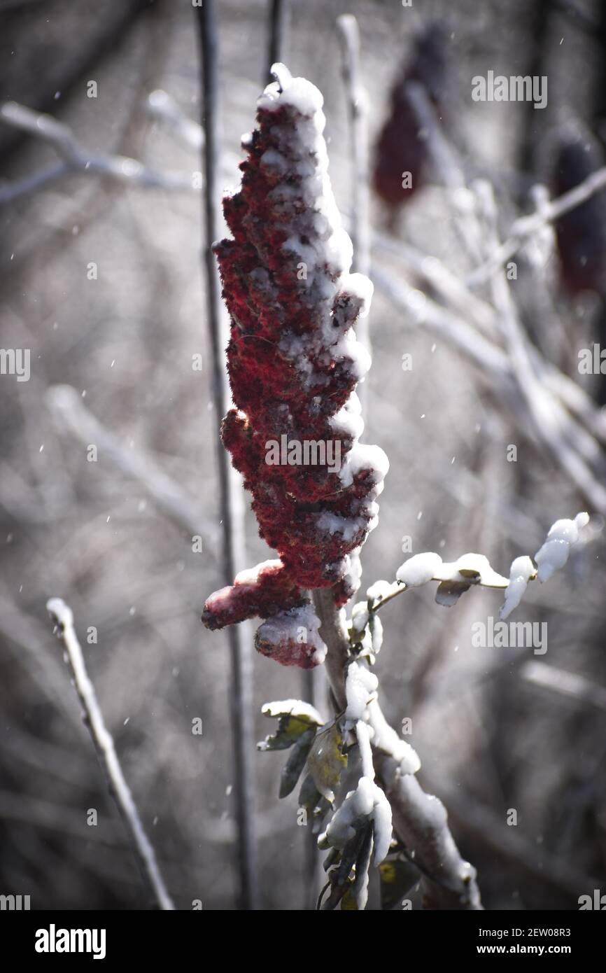 Red ice plant hi-res stock photography and images - Alamy
