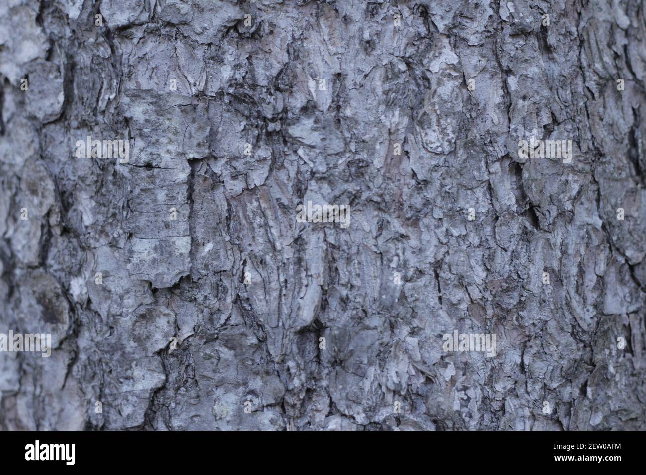 My walk in Switzerland Berner Oberland Interlaken with wonderful trees ...