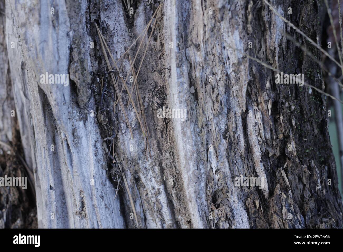 My walk in Switzerland Berner Oberland Interlaken with wonderful trees ...