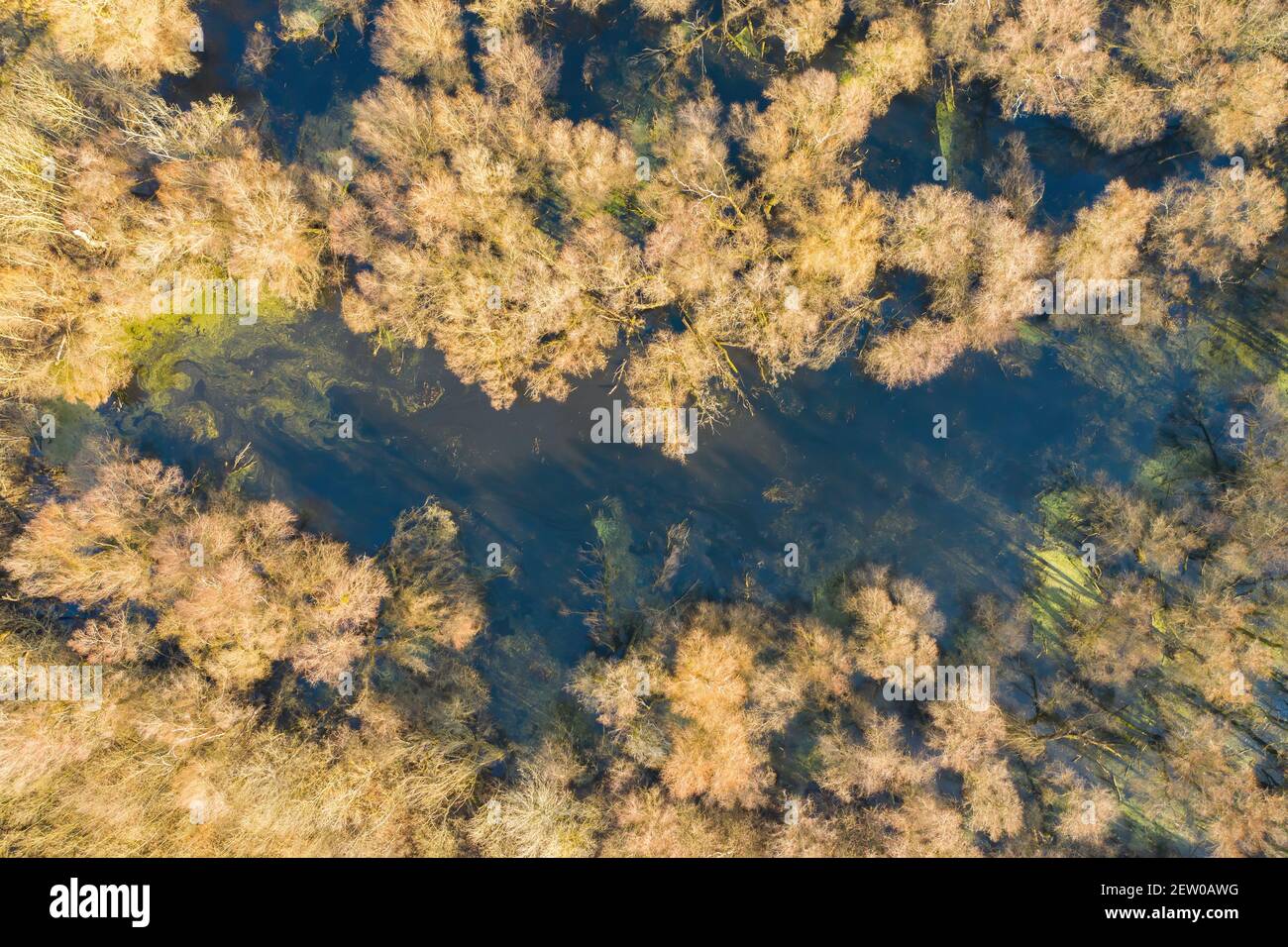 Water in the middle of a trees inside riparian forest from aerial ...