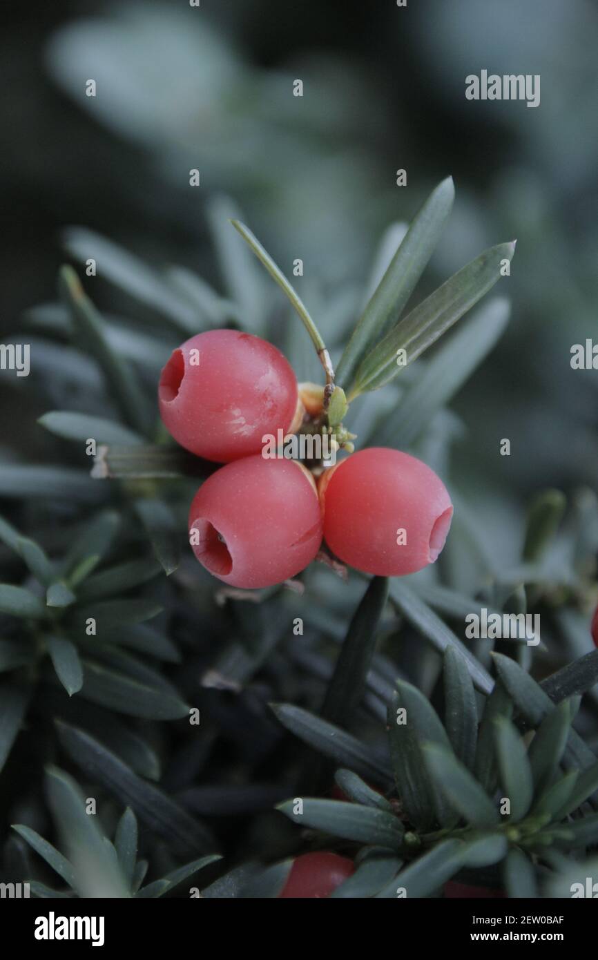 My walk in Switzerland Berner Oberland Interlaken with wonderful trees ...