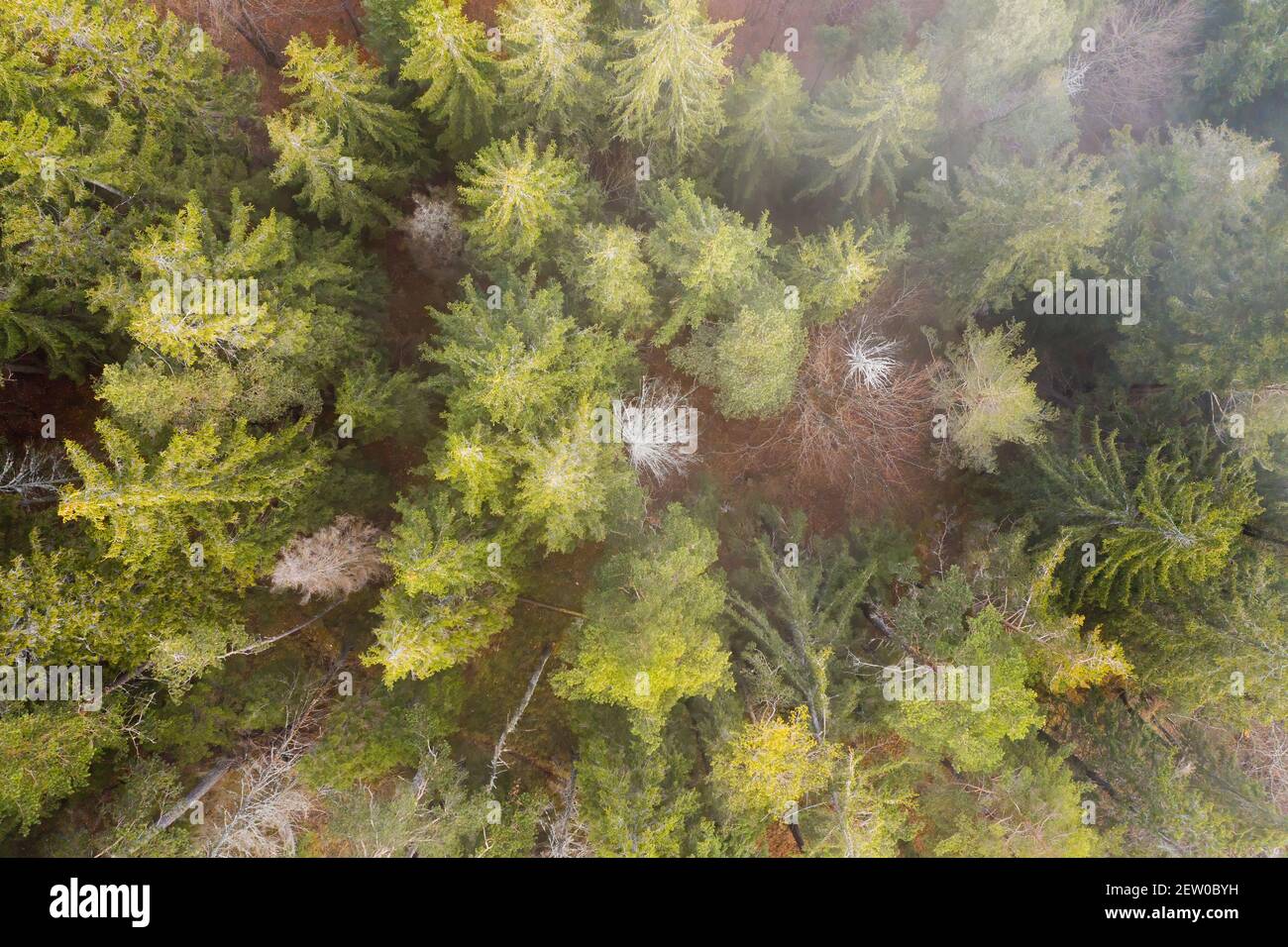 Forest with coniferous trees in spring nature from above Stock Photo ...