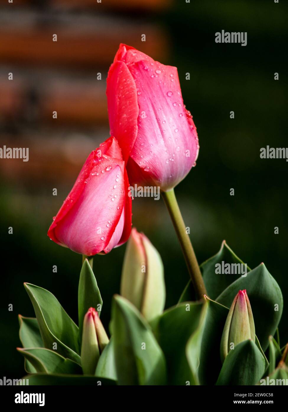 tulip couple in loving attitude Stock Photo - Alamy