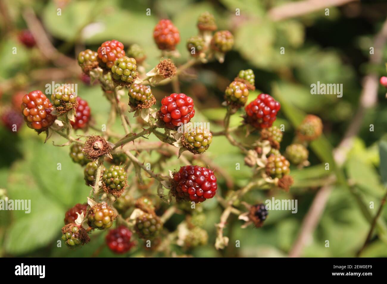 My walk in Switzerland Berner Oberland Interlaken with wonderful trees ...