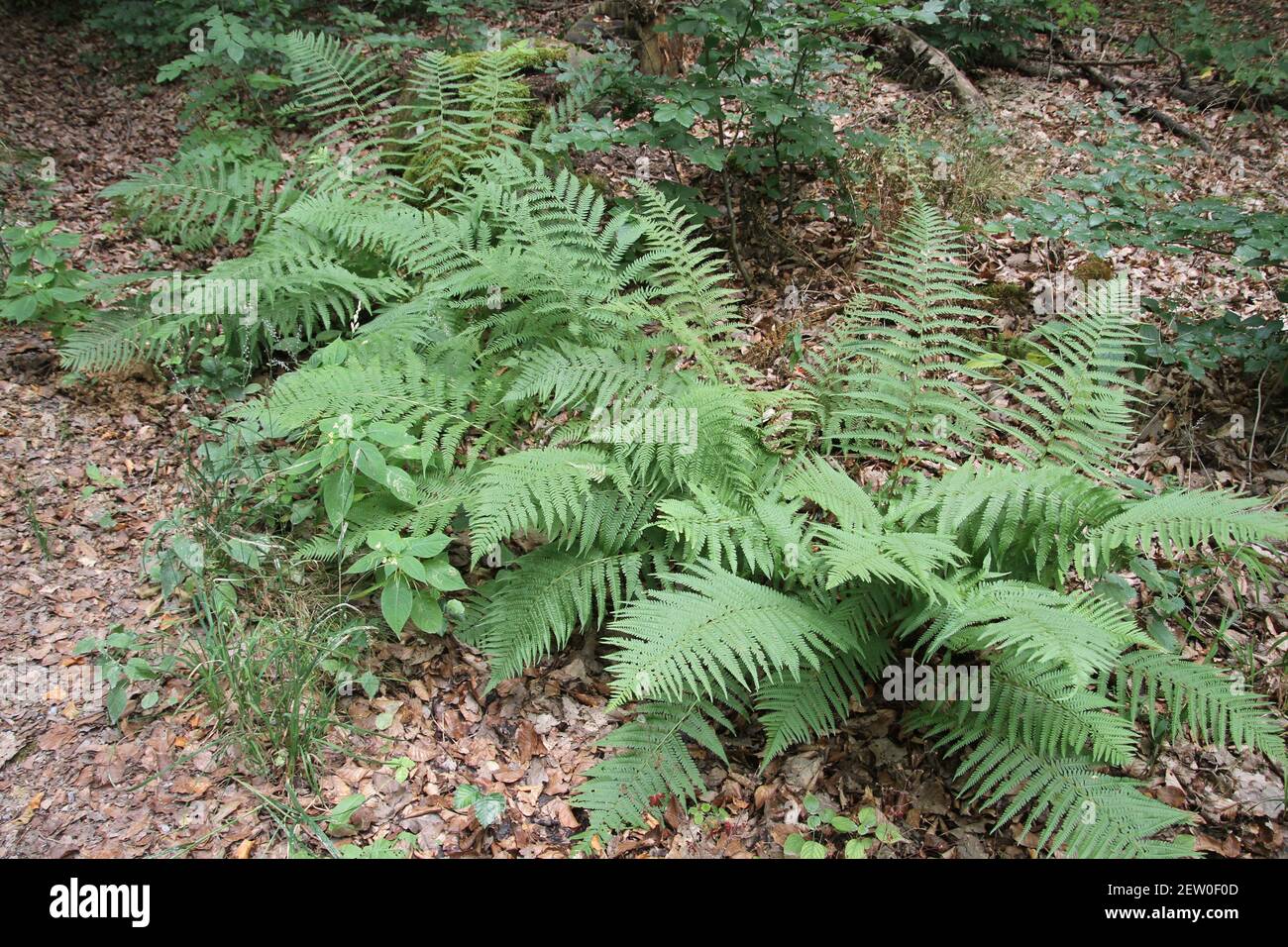 My walk in Switzerland Berner Oberland Interlaken with wonderful trees ...