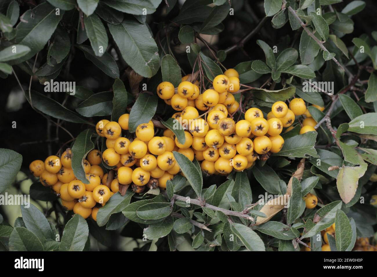 My walk in Switzerland Berner Oberland Interlaken with wonderful trees ...