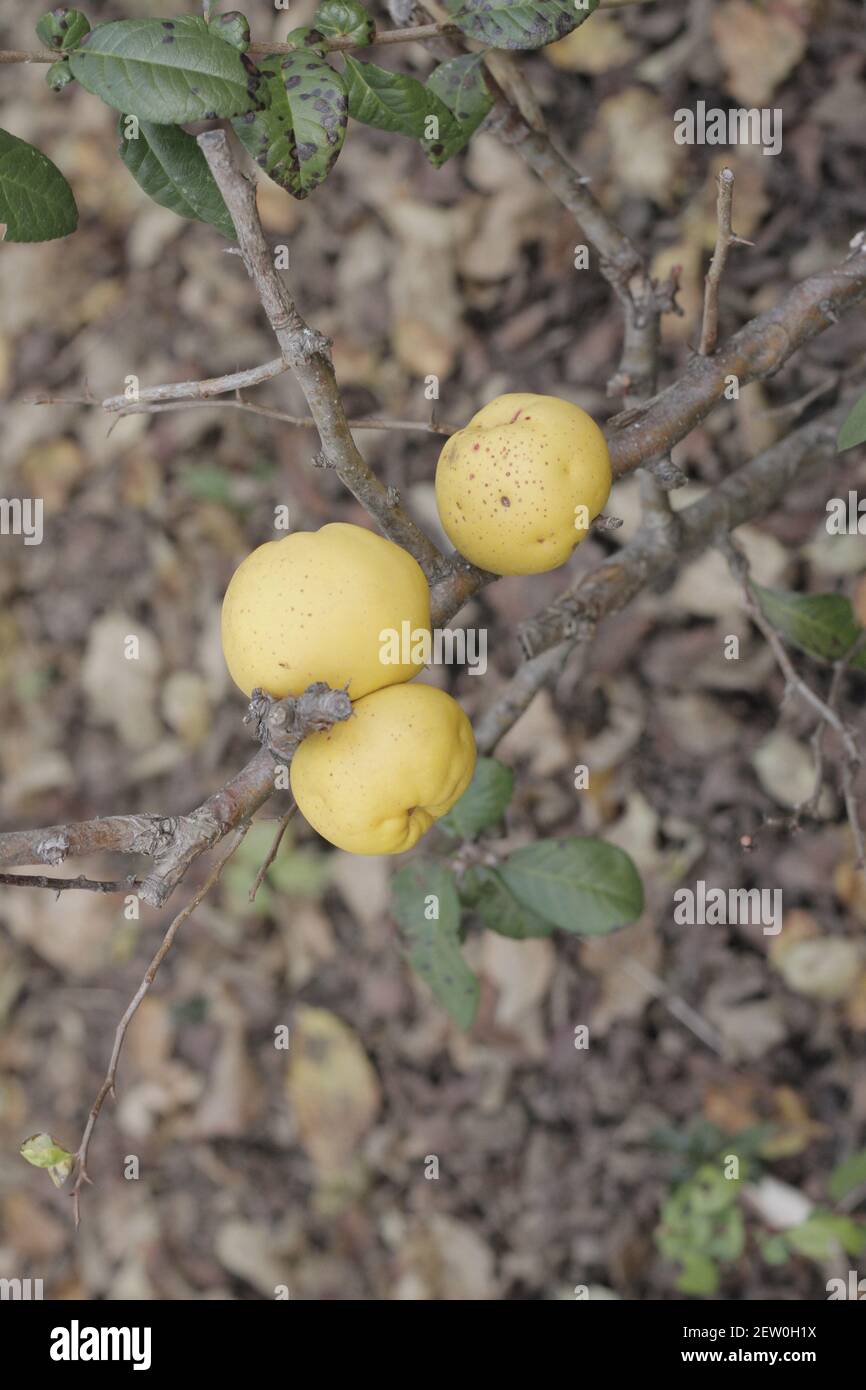 My walk in Switzerland Berner Oberland Interlaken with wonderful trees ...