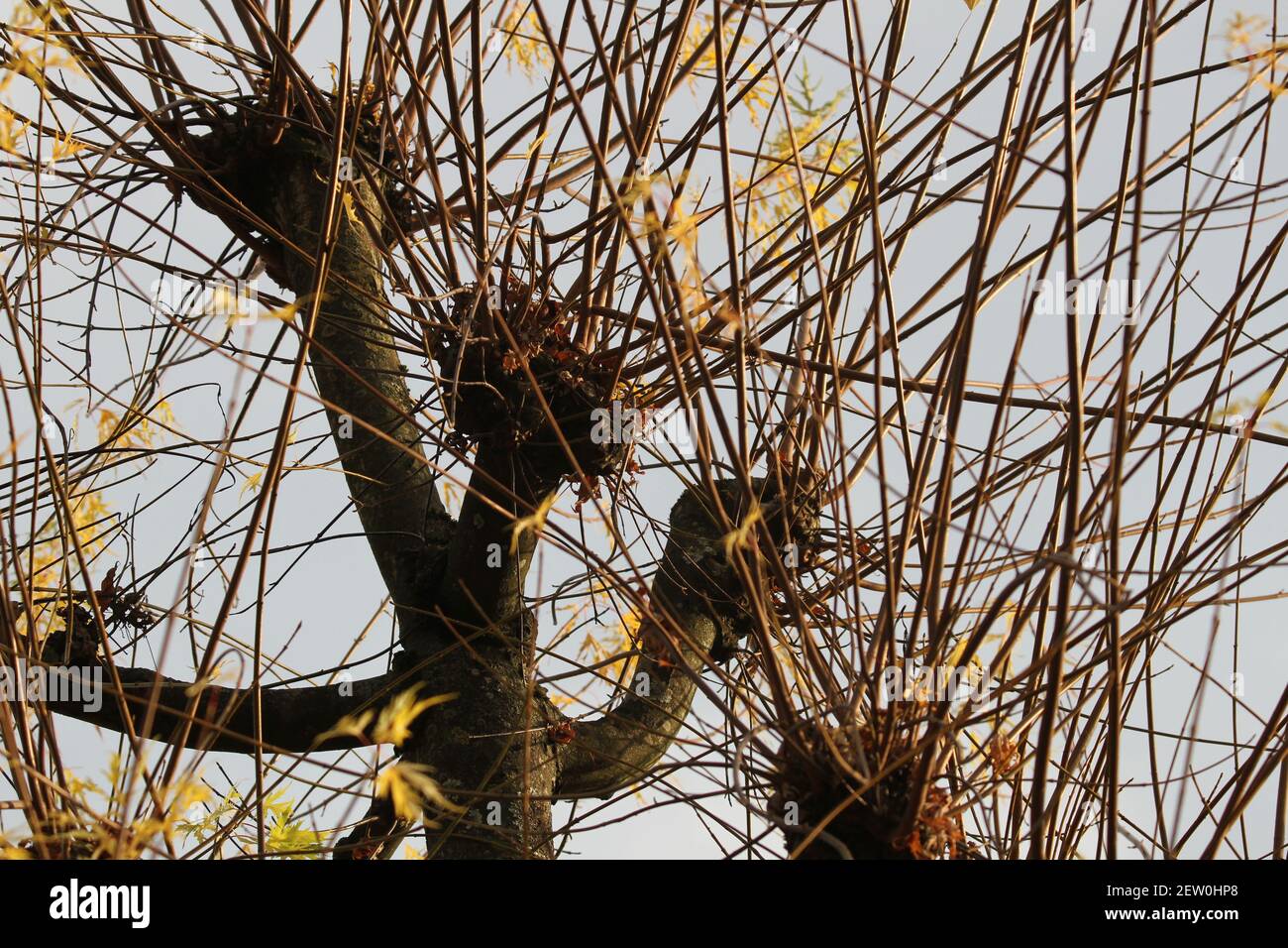 My walk in Switzerland Berner Oberland Interlaken with wonderful trees ...