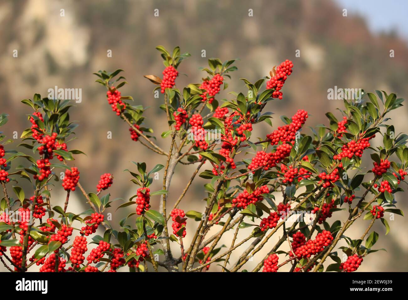 My walk in Switzerland Berner Oberland Interlaken with wonderful trees ...