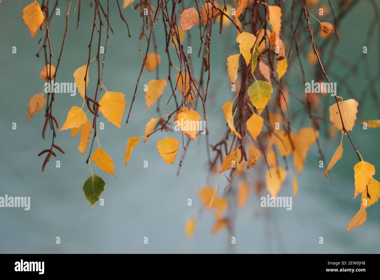 My walk in Switzerland Berner Oberland Interlaken with wonderful trees ...