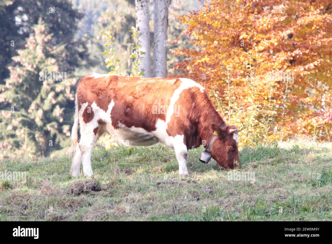 Wonderful cow in Interlaken Switzerland Schweiz Berner Oberland in the ...