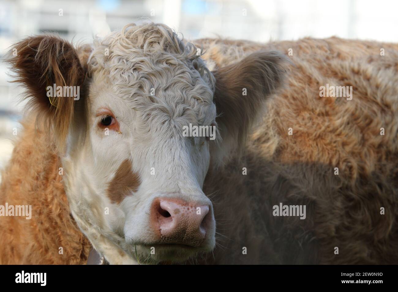 Funny cows hi-res stock photography and images - Alamy