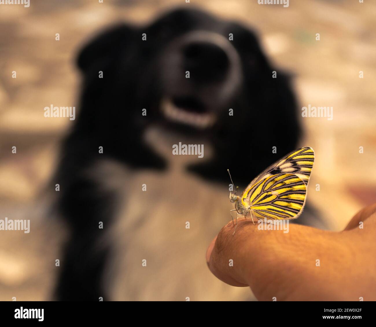 Butterfly with dog in the background Stock Photo - Alamy