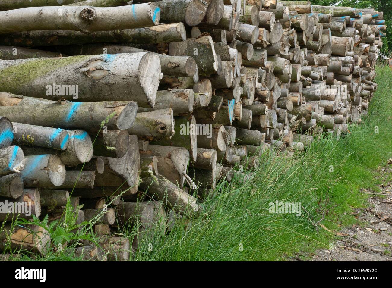 Rows of piled of logs , waiting to be processed, at a local rural ...